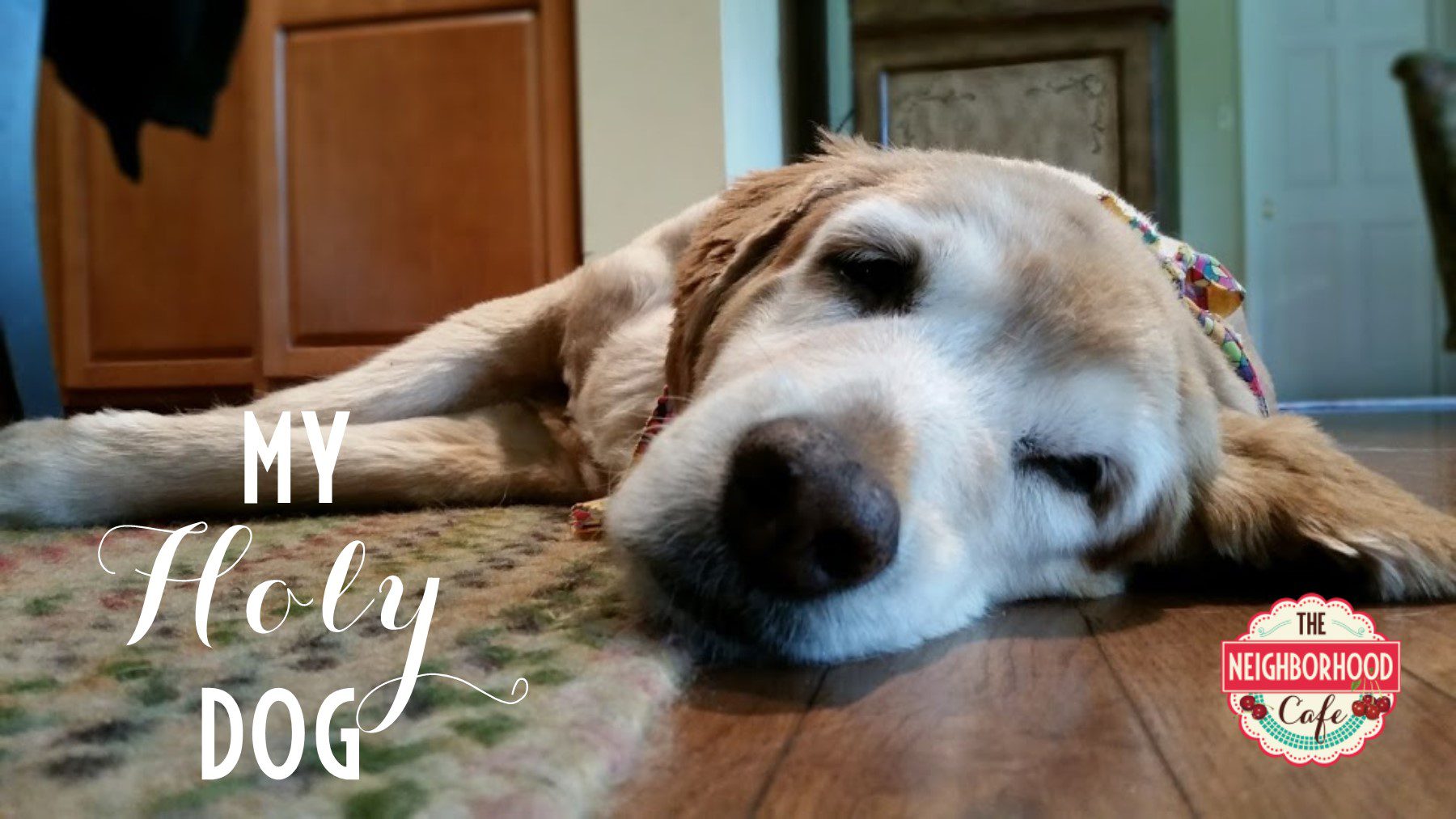 My Holy Dog - Amy Lively